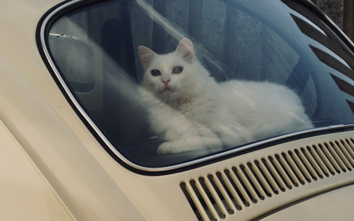 Keep Your Pets Safe | Older & Wiser